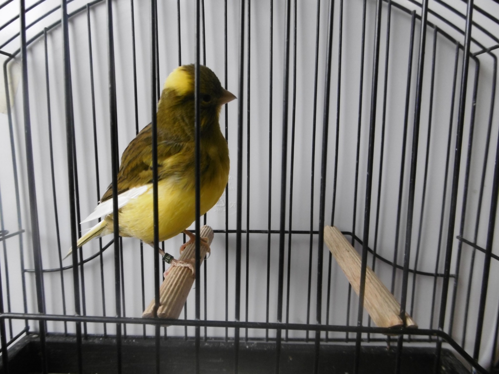 Dion Meijer | District Overijssel NBvV