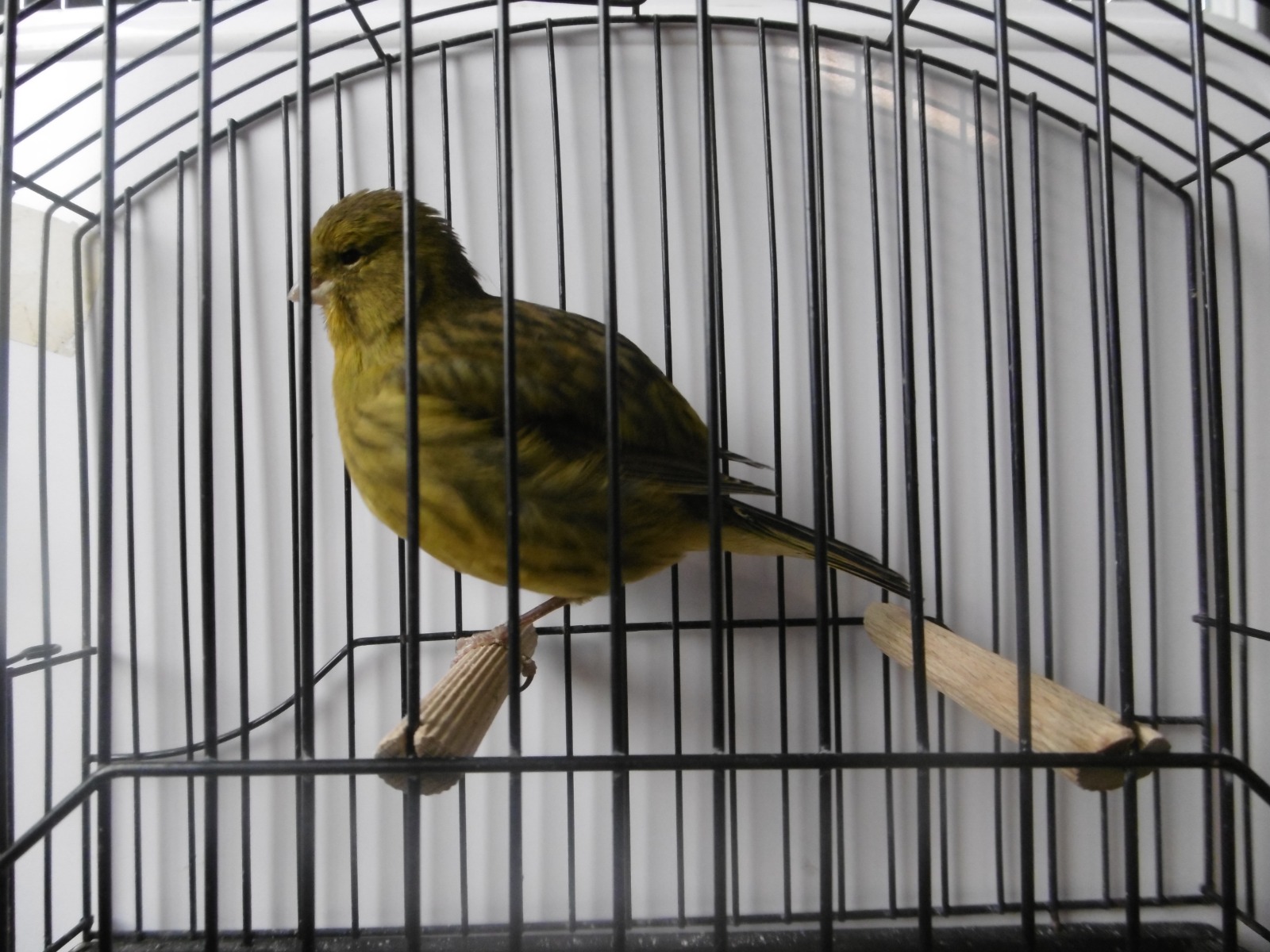 Dion Meijer | District Overijssel NBvV